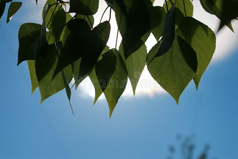 Green Fresh Leaves of Trees on Clear Blue Sky Stock Photo - Image of ...