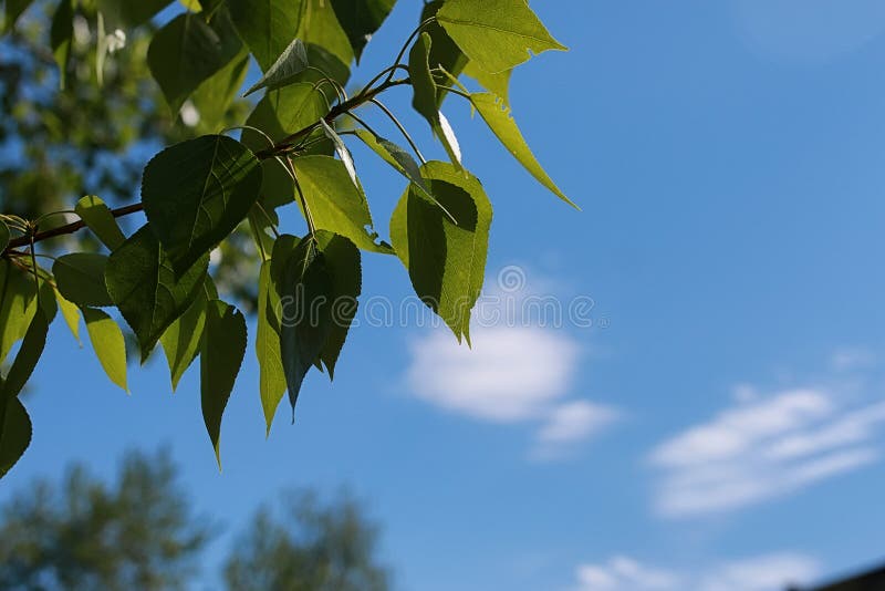 Green Fresh Leaves of Trees on Clear Blue Sky Stock Photo - Image of ...