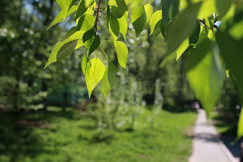 Green Fresh Leaves of Trees on Clear Blue Sky Stock Image - Image of ...