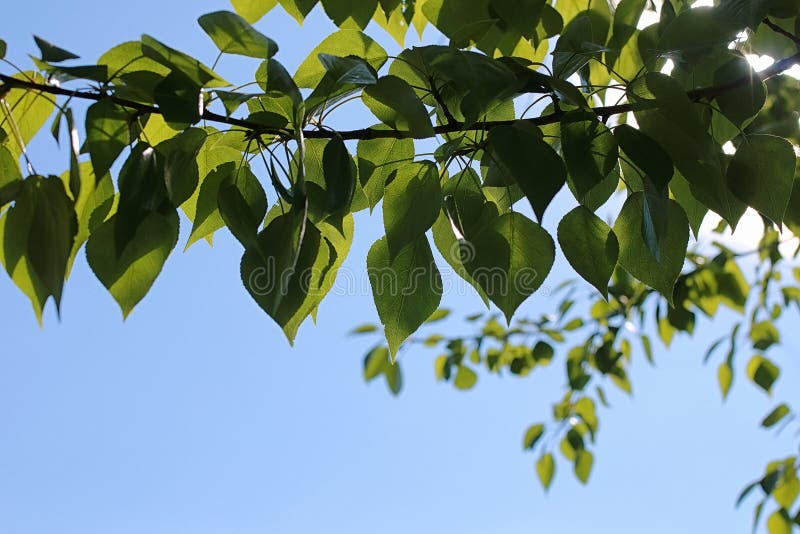 Green Fresh Leaves of Trees on Clear Blue Sky Stock Image - Image of ...