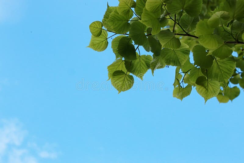 Green Fresh Leaves of Trees on Clear Blue Sky Stock Photo - Image of ...