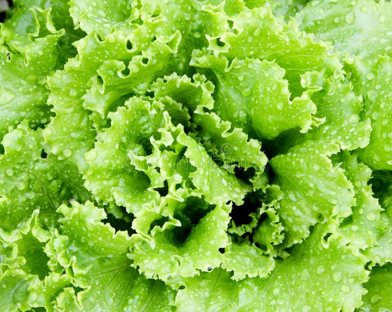 Green fresh lettuce stock image. Image of ingredient - 14422097
