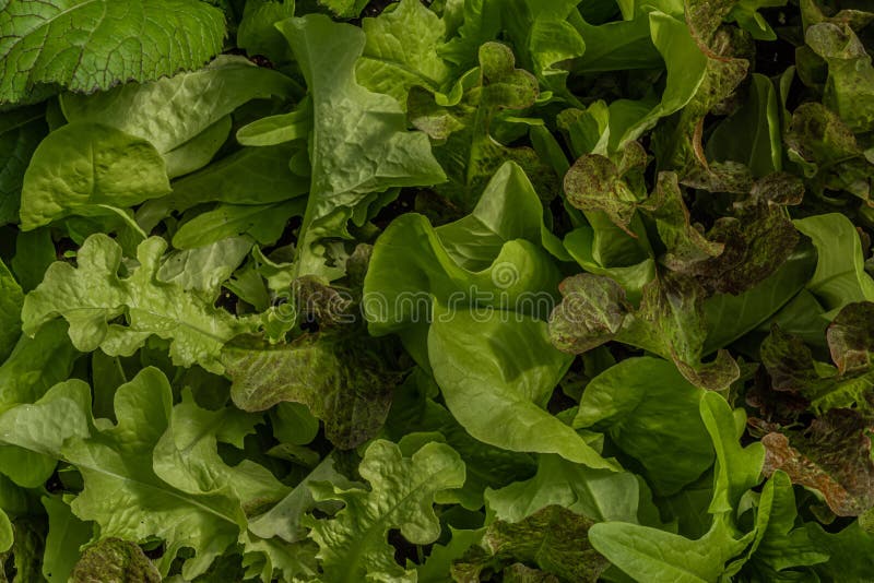 Green Fresh Lettuce in Plastic Greenhouse in Spring Day Stock Photo ...