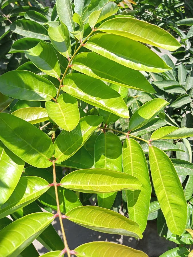 Green and Fresh of Longan Tree Leaves in the Morning Stock Illustration ...