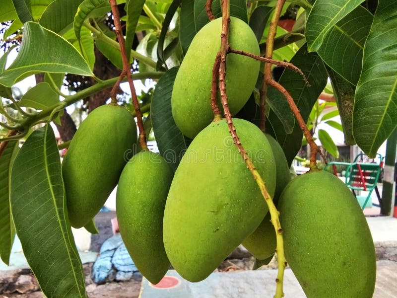 Green Fresh Mango Fruit on the Tree is Not yet Ripe Stock Image - Image ...