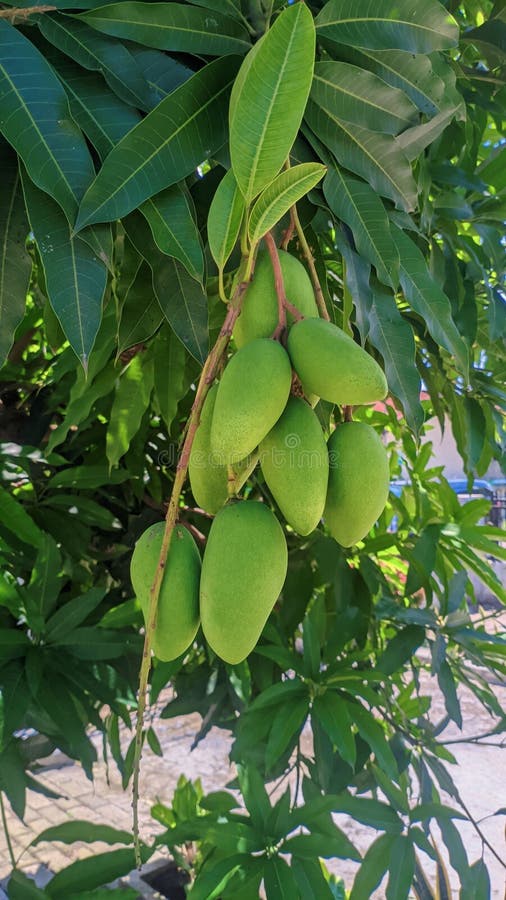 Fresh Mangoes at a Local Market in India Editorial Image - Image of ...