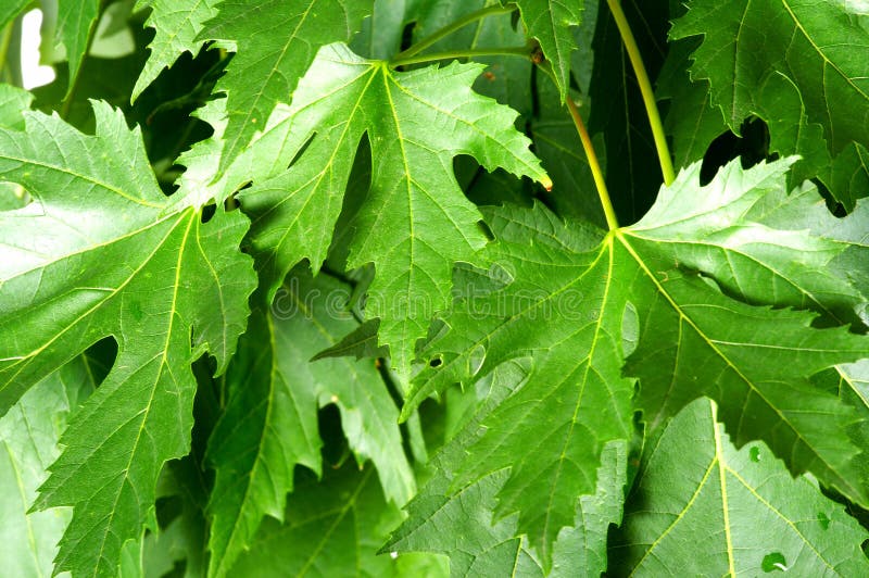Green fresh maple leaves stock photo. Image of forest - 10641838