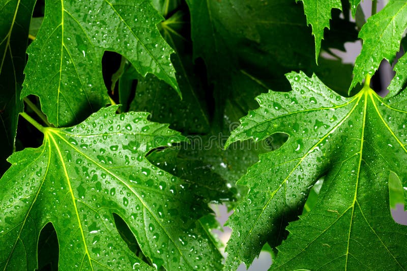 Green fresh maple leaves stock image. Image of growth - 7163763