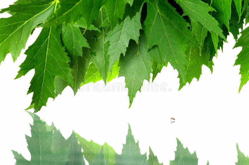 Green fresh maple leaves stock image. Image of growth - 9976735