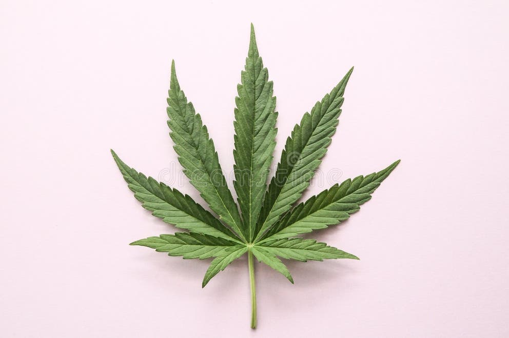 Cannabis Leaf stock photo. Image of farm, herbal, isolated - 238573050