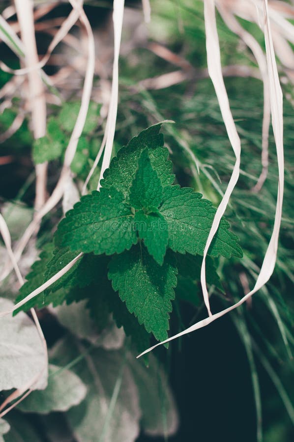 Green Fresh Mint Closeup. Menthol Stock Photo - Image of mint ...