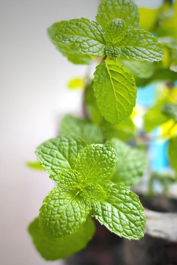 Green fresh mint leaf. stock photo. Image of mint, food - 122515144