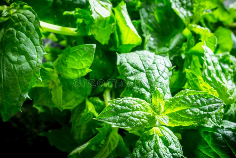 Green fresh mint stock photo. Image of spearmint, spice - 150154362