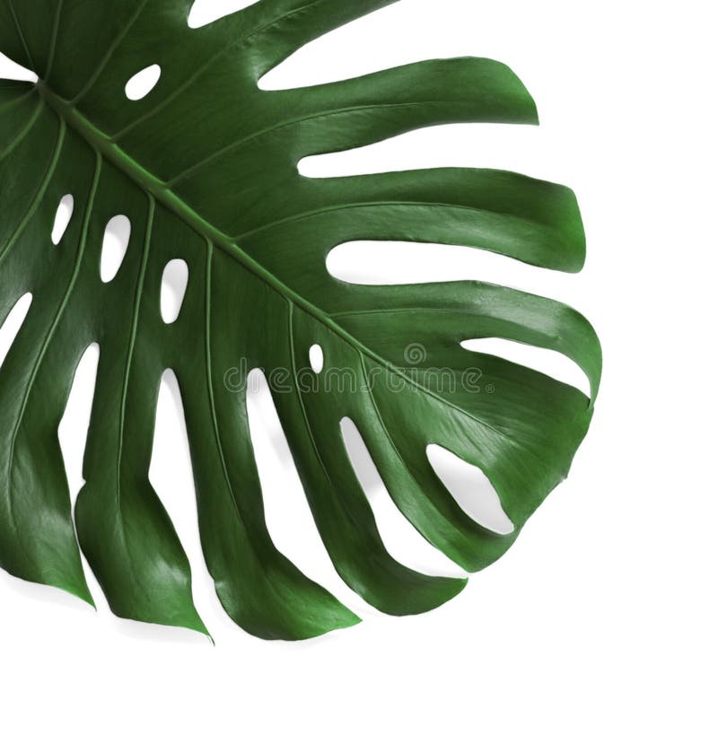 Green Fresh Monstera Leaf on White Background, Top View. Tropical Stock ...
