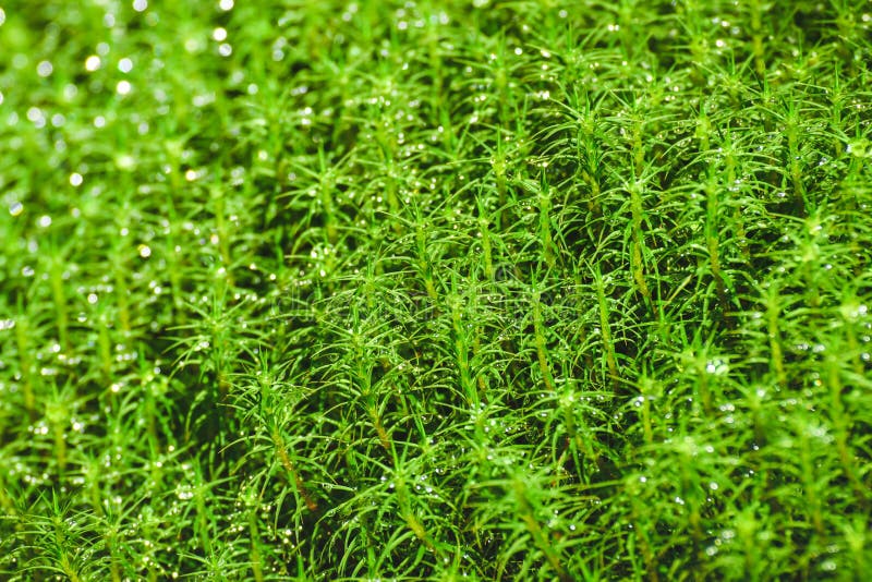 Green Fresh Moss in the Forest Stock Photo - Image of undergrowth ...