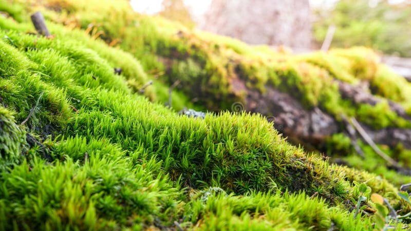 Green Fresh Moss in the Forest Stock Photo - Image of wood, detail ...