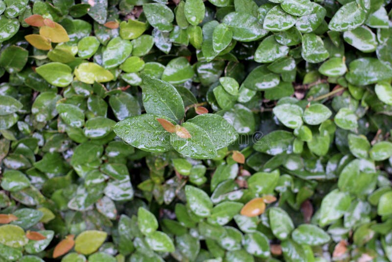 Green fresh natural leaf stock photo. Image of leaf - 194556400