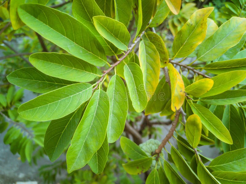 Green Fresh Natural Leaves Background Stock Image - Image of tree ...
