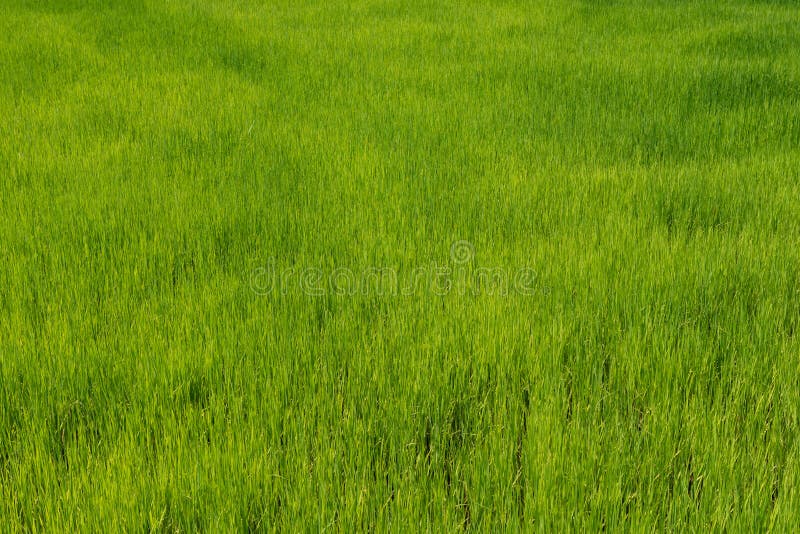 Nature Rice Crop Dhaan Water Tree Plants Crop Land Kheti Desi Stock ...