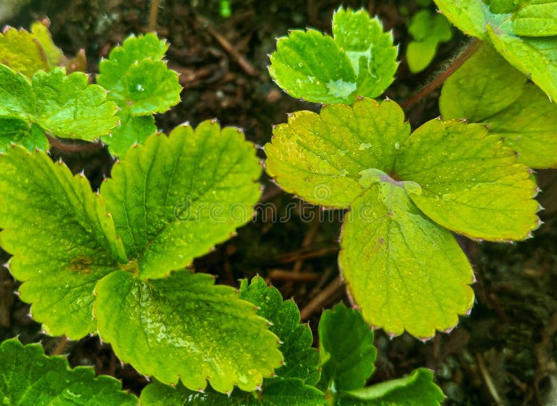 Green, Fresh, Nice, Impressive, Plant Stock Photo - Image of plant ...