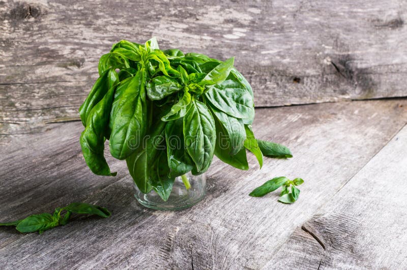 Green Fresh Organic Basilic on the Wooden Table. Rustic Style Stock ...