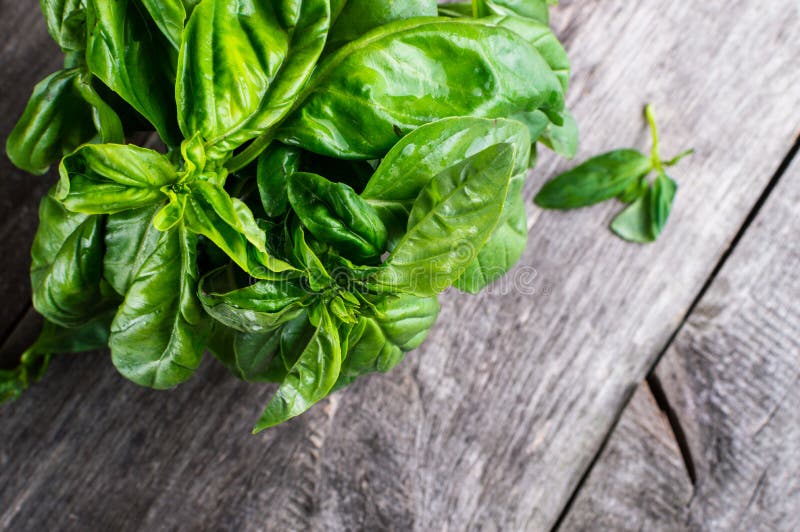 Green Fresh Organic Basilic on the Wooden Table. Rustic Style Stock ...