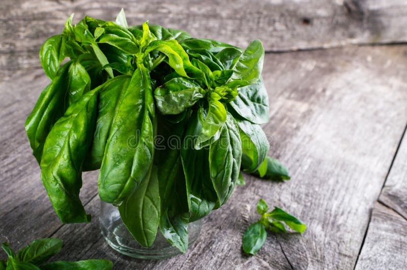 Green Fresh Organic Basilic on the Wooden Table. Rustic Style Stock ...