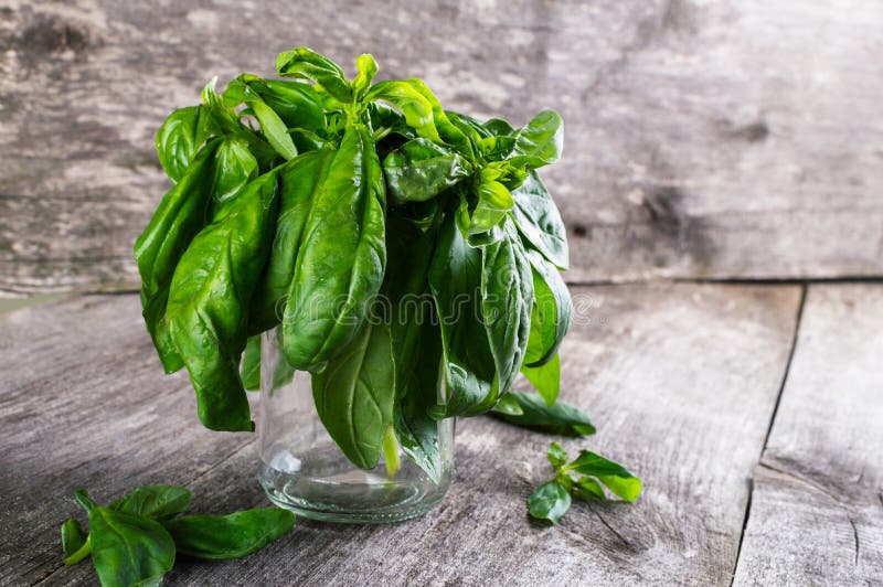Green Fresh Organic Basilic on the Wooden Table. Rustic Style Stock ...