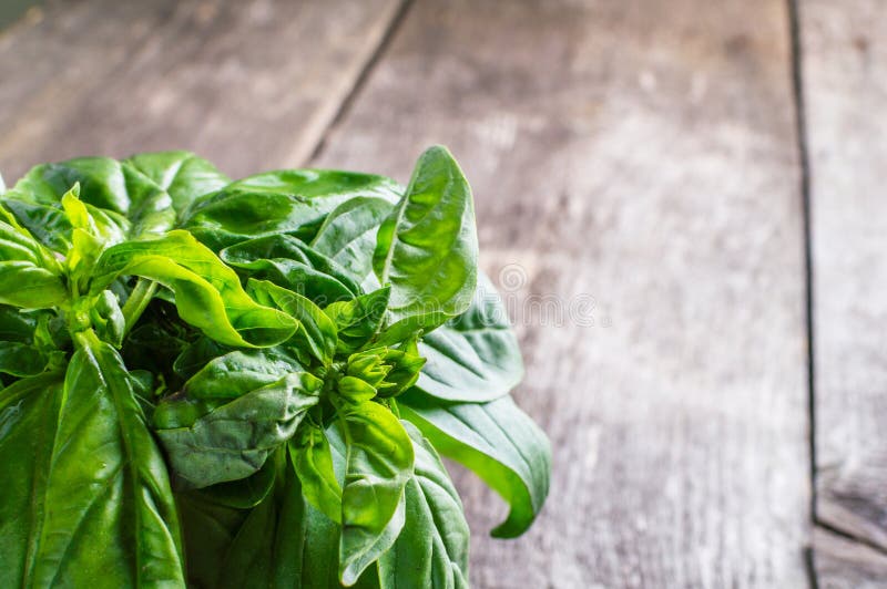Green Fresh Organic Basilic on the Wooden Table. Rustic Style Stock ...
