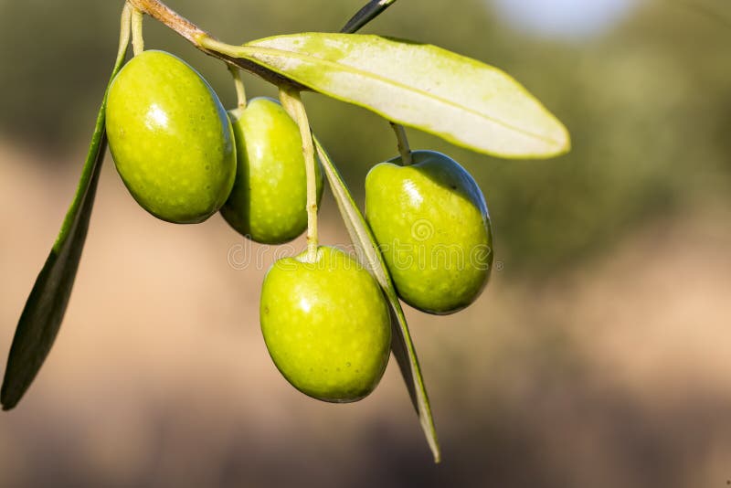Green Fresh Organic Olive Tree in Nature Stock Photo - Image of leaf ...