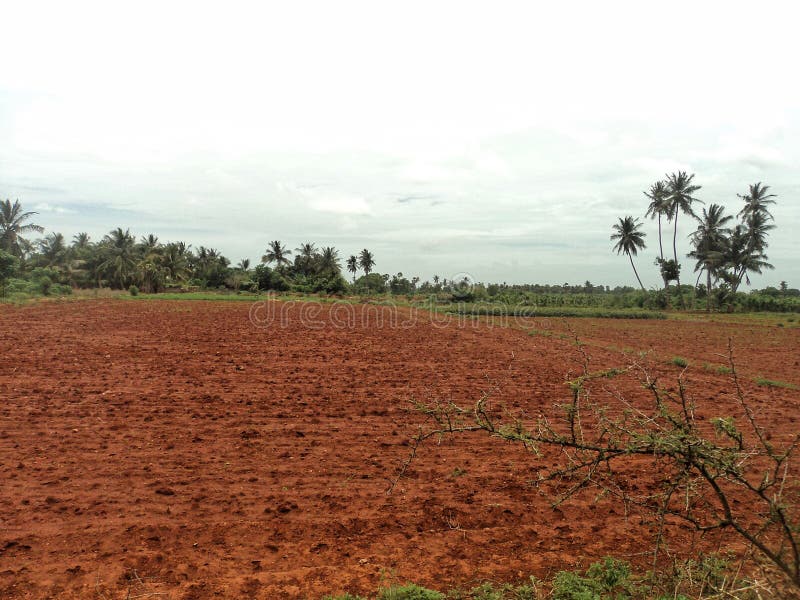Green fresh paddy field stock photo. Image of calm, clouds - 152869756