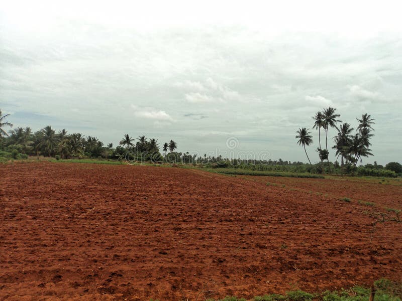Green fresh paddy field stock photo. Image of botany - 152869822