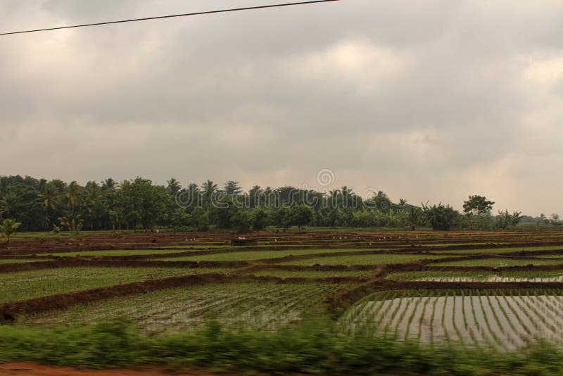 Green fresh paddy field stock image. Image of designing - 152897421
