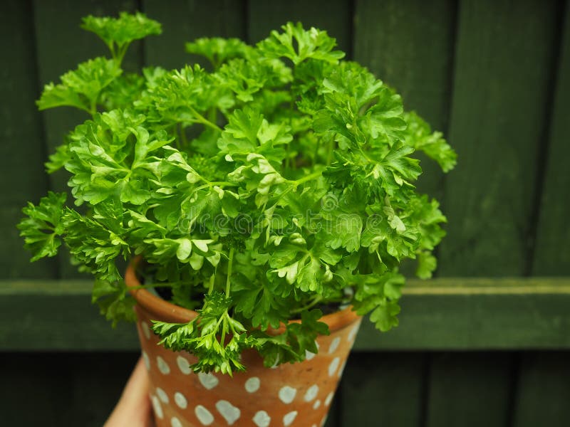 Green Fresh Parsley in a Ceramic Pot Stock Photo - Image of green ...