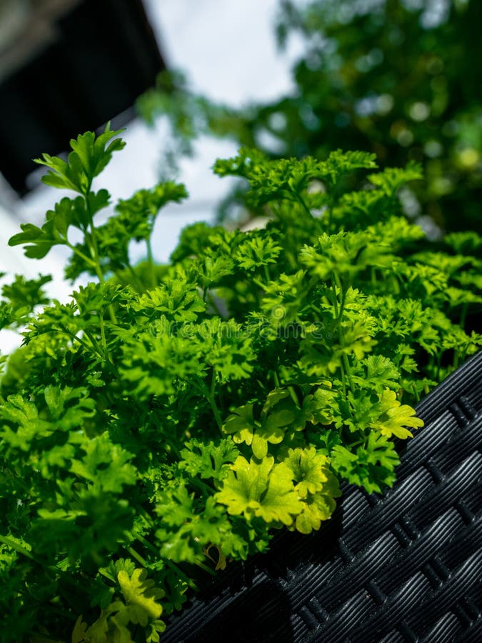 Green fresh Prasley stock photo. Image of bowl, healthy - 213235102