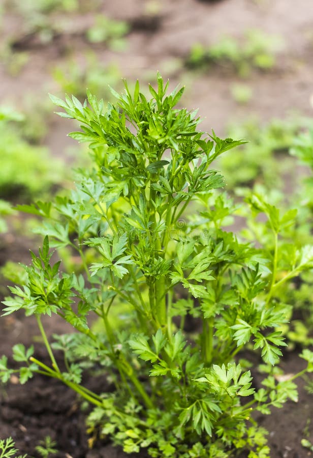 Green Fresh Parsley Growing in the Garden Stock Image - Image of herbal ...