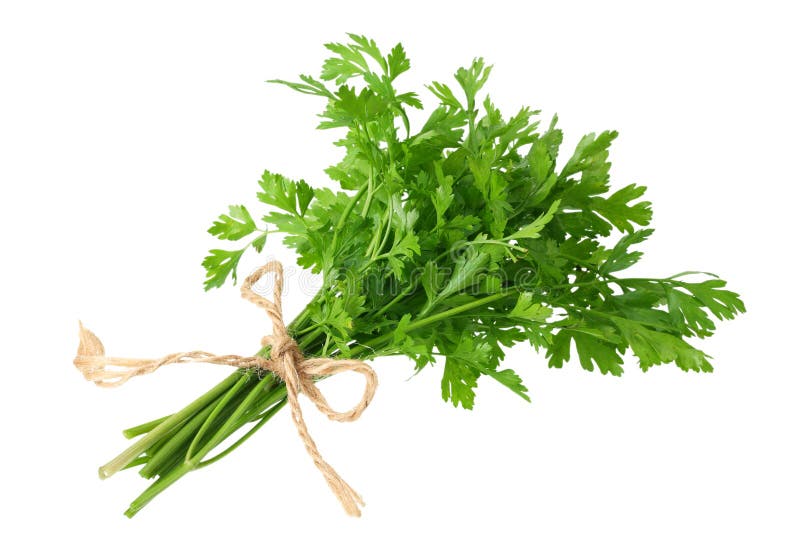 Green Fresh Parsley Isolated on White Background. Parsley Bunch Stock ...