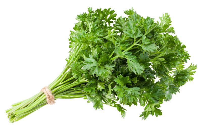 Green Fresh Parsley Isolated on White Background. Parsley Bunch Stock ...