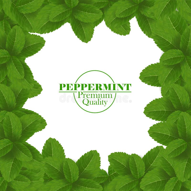 Green and Fresh Peppermint Leaf Vector Illustration. Stock Vector ...