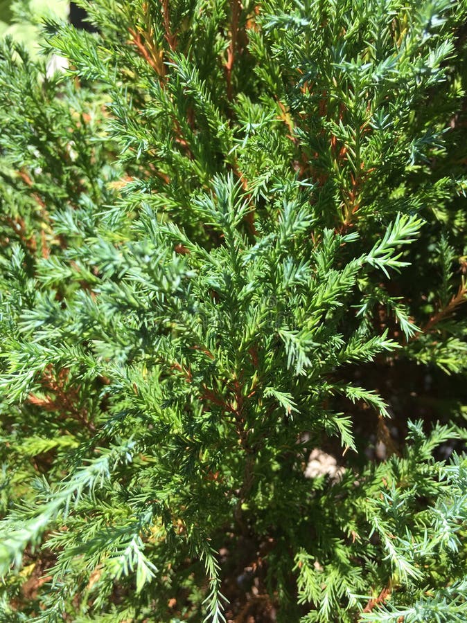 Green fresh pine trees stock photo. Image of fresh, pine - 115525742