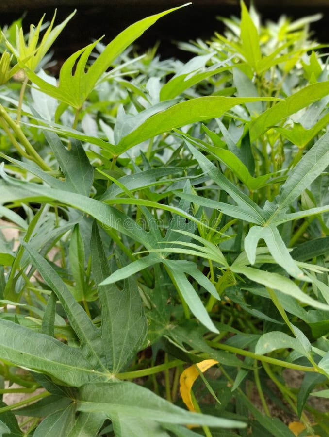 Green and Fresh Plant Leaf Begro Stock Image - Image of wild, leaf ...