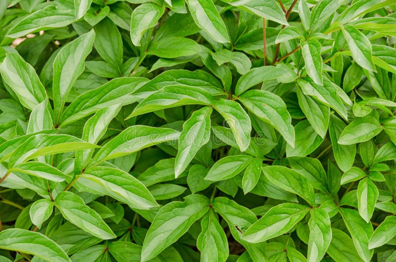 Green fresh plants stock photo. Image of garden, farming - 78814762