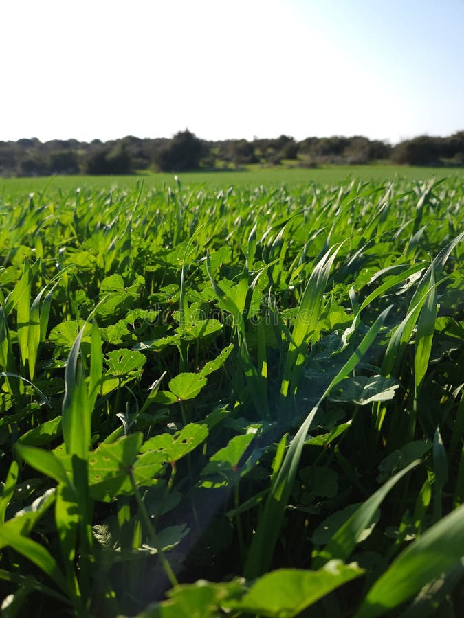 Green Fresh Plants in the Field with Trees Behind Stock Image - Image ...