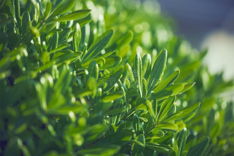 Green fresh plants stock photo. Image of backdrop, fresh - 55903582