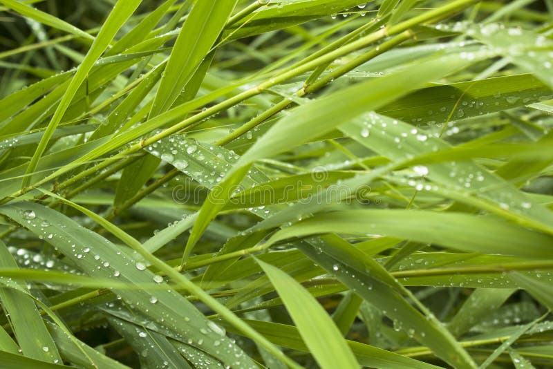 Green Fresh Plants Reed with Raindrops Closeup for Background Stock ...