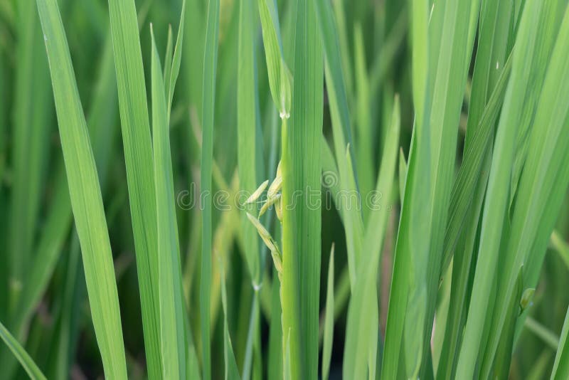 Green Fresh Rice Paddy and Green Leaves of Rice Stock Photo - Image of ...