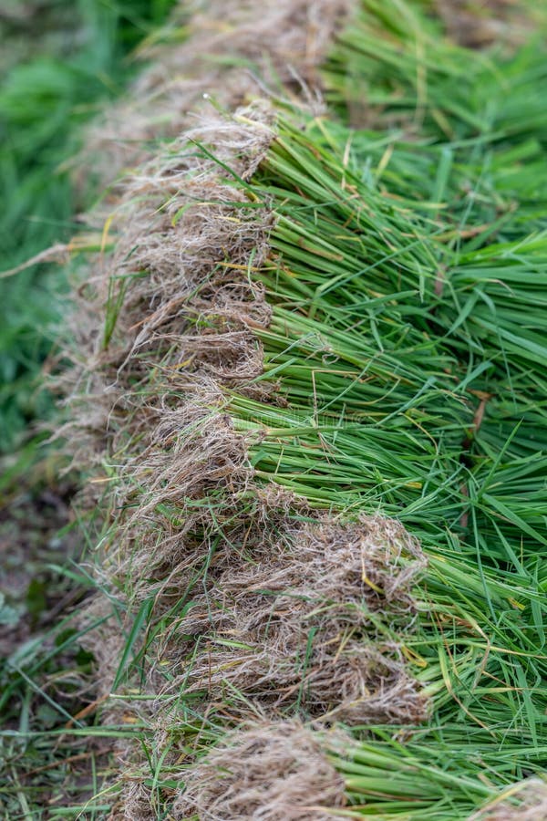 633 Rice Plant Roots Stock Photos - Free & Royalty-Free Stock Photos ...