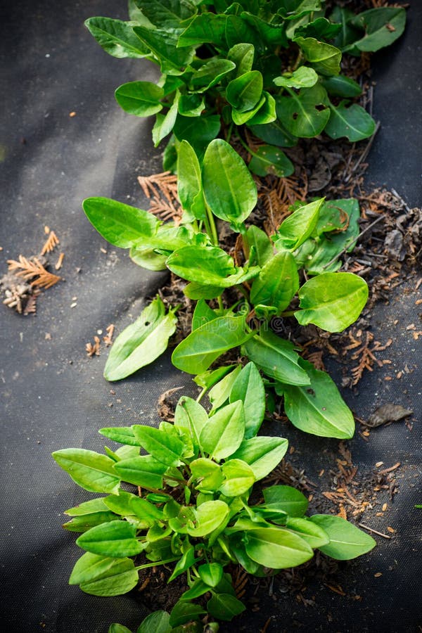 Green Fresh Sorrel Grows in Agrofiber Outdoors Stock Image - Image of ...