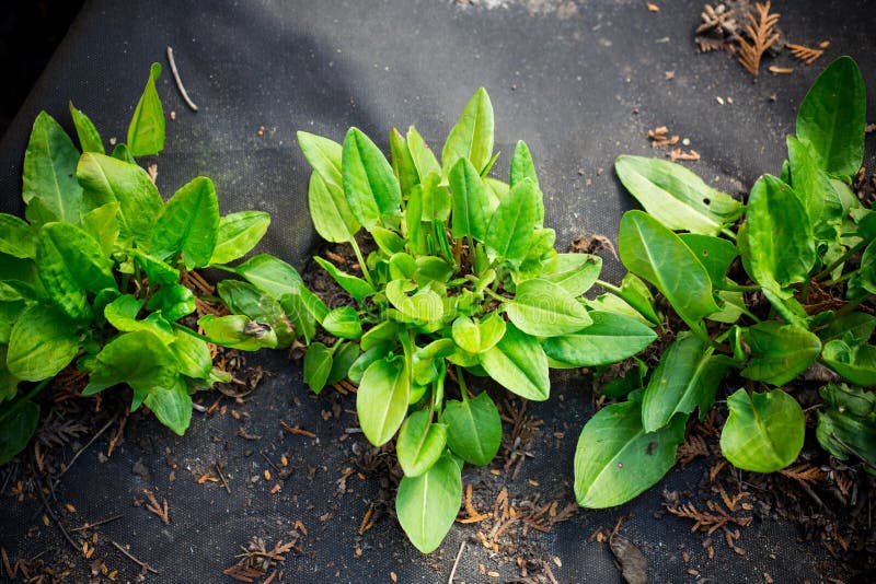 Green Fresh Sorrel Grows in Agrofiber Outdoors Stock Photo - Image of ...