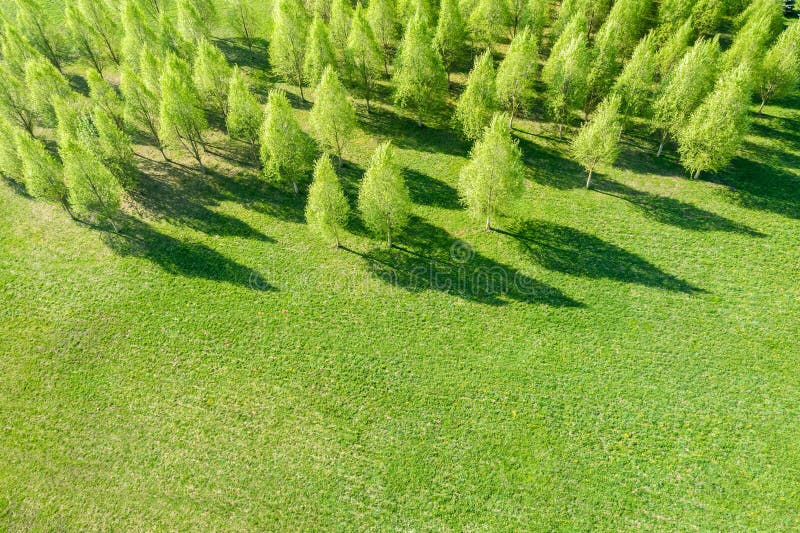 Green Fresh Spring Beech Trees Growing on Field. Aerial View Stock ...